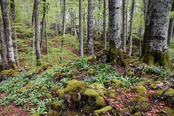 Selva de Irati | Visit Navarra - Web Oficial de Turismo de Navarra